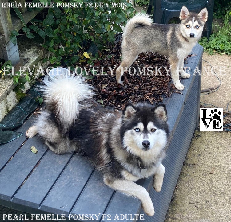 PREMIER ELEVAGE DE POMSKY FAMILIAL EN FRANCE - ELEVAGE LOVELY POMSKY FRANCE
