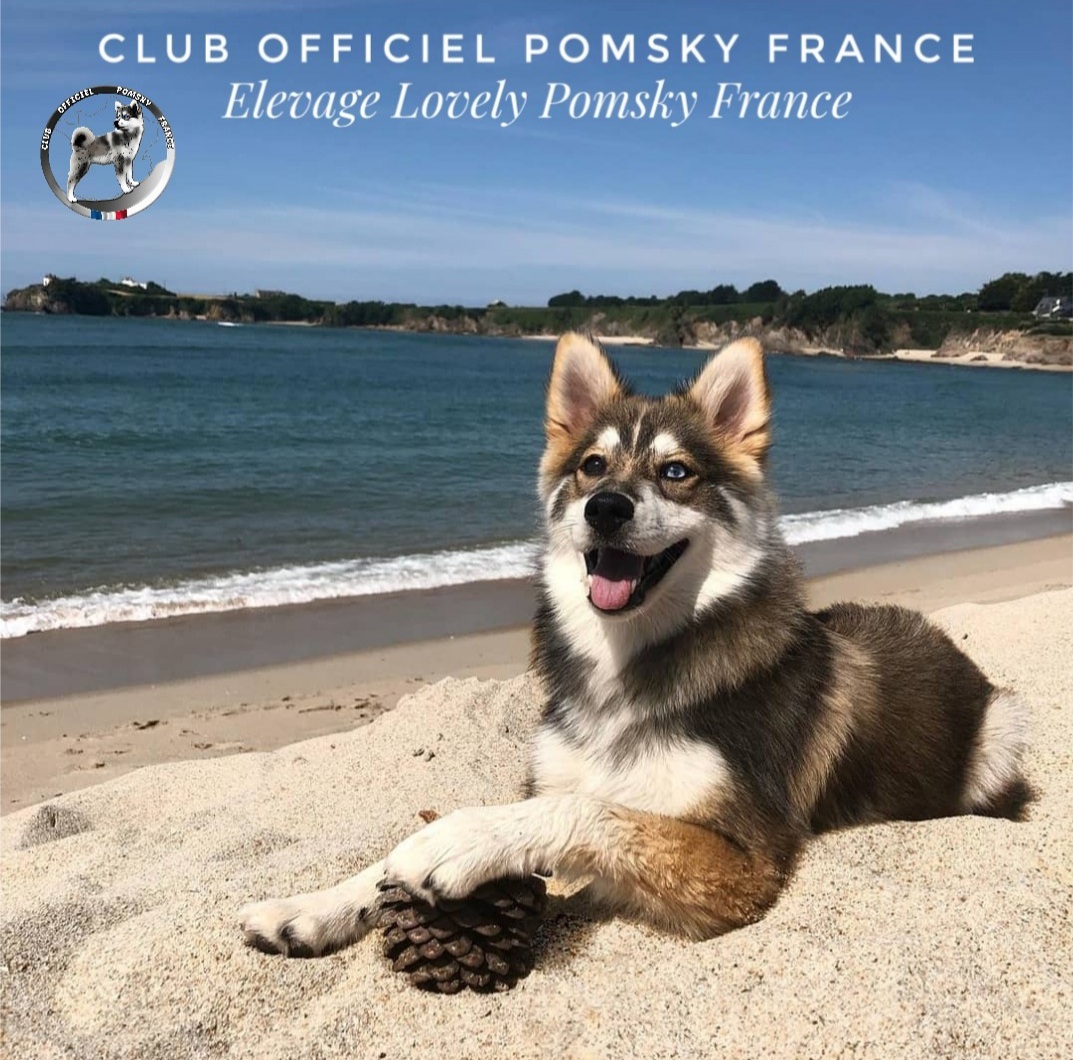 PREMIER ELEVAGE DE POMSKY FAMILIAL EN FRANCE - ELEVAGE LOVELY POMSKY FRANCE