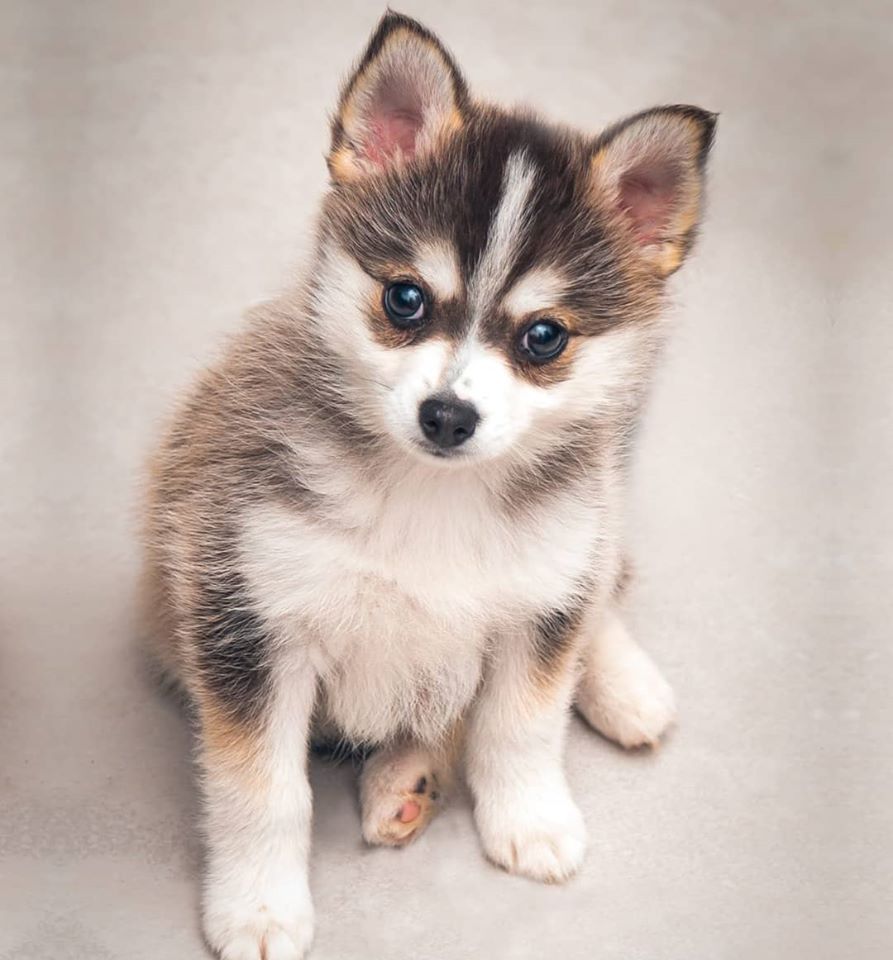 PREMIER ELEVAGE DE POMSKY FAMILIAL EN FRANCE - ELEVAGE LOVELY POMSKY FRANCE