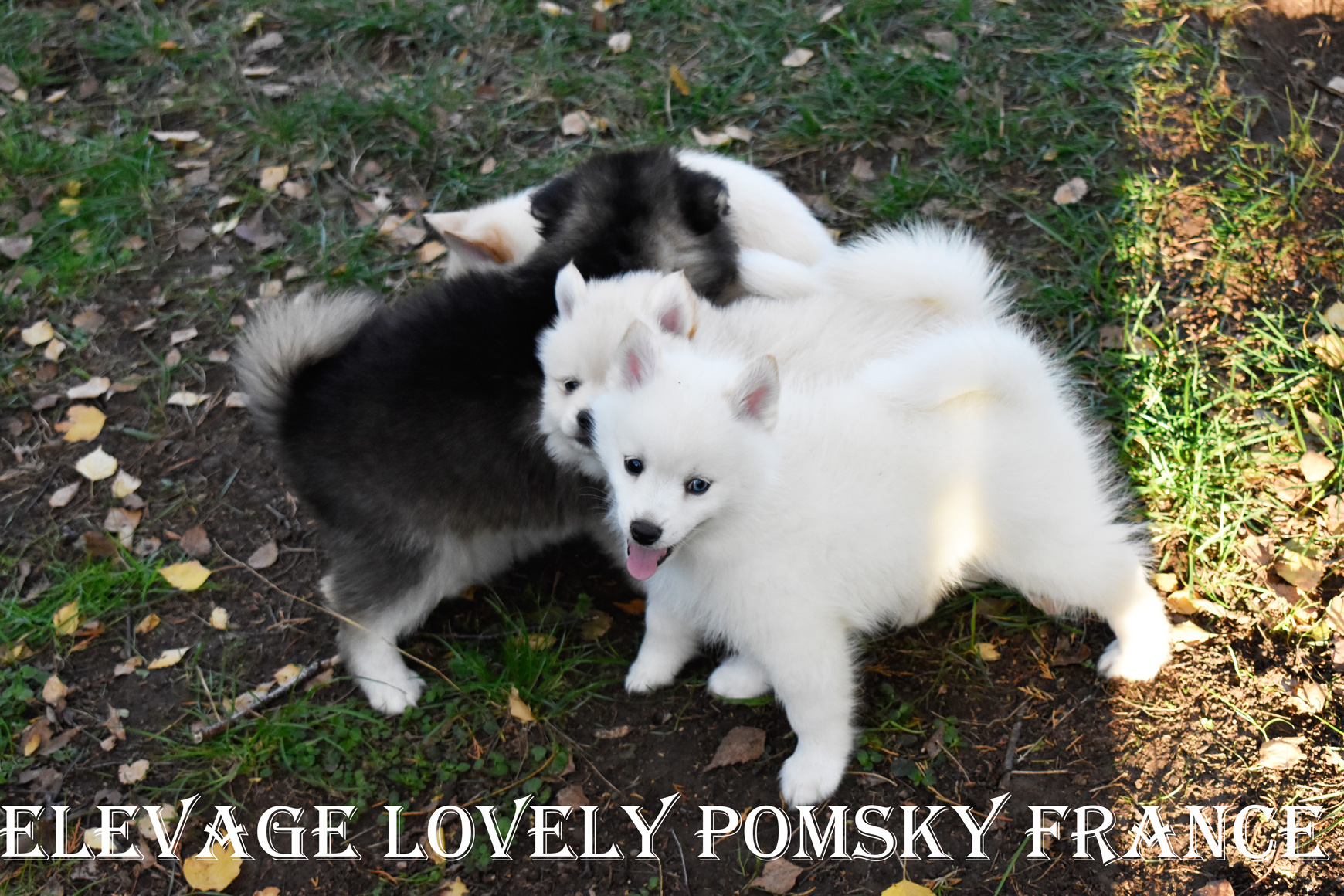 PREMIER ELEVAGE DE POMSKY FAMILIAL EN FRANCE - ELEVAGE LOVELY POMSKY FRANCE