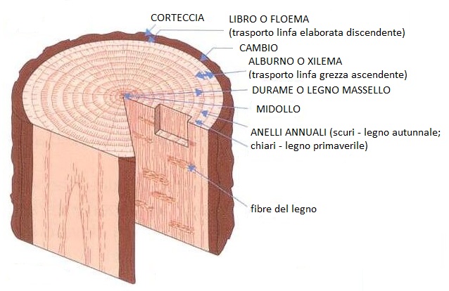 IL LEGNO - tecnologiaefantasia