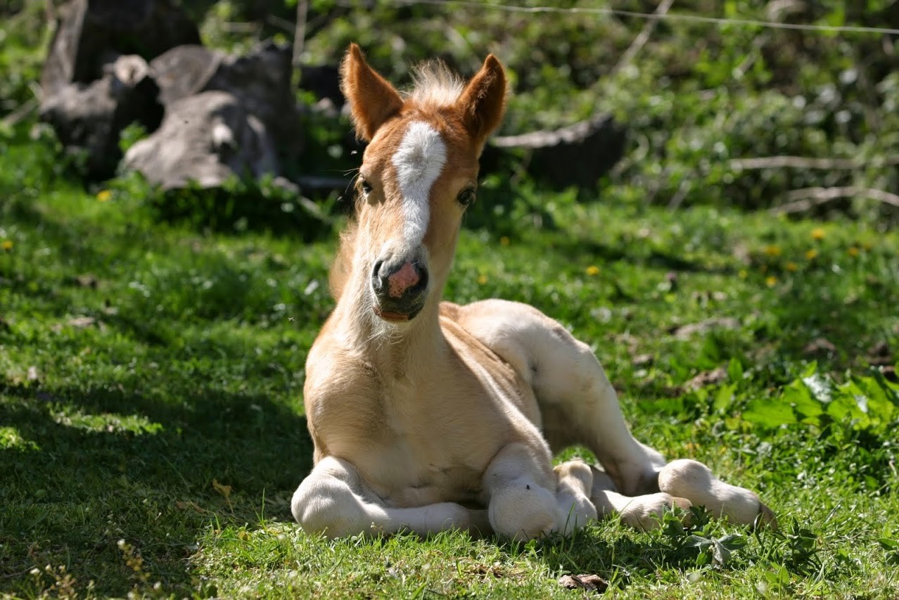 Les chevaux - Les Chevaux Libres