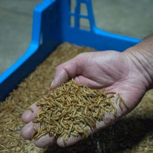 Insect Farming Tray Systems - Vienna Scientific