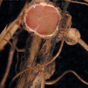 Nodulation Assays in Germination Pouches - Vienna Scientific