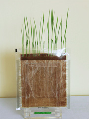 Ready-to-use Germination Pouches - Vienna Scientific