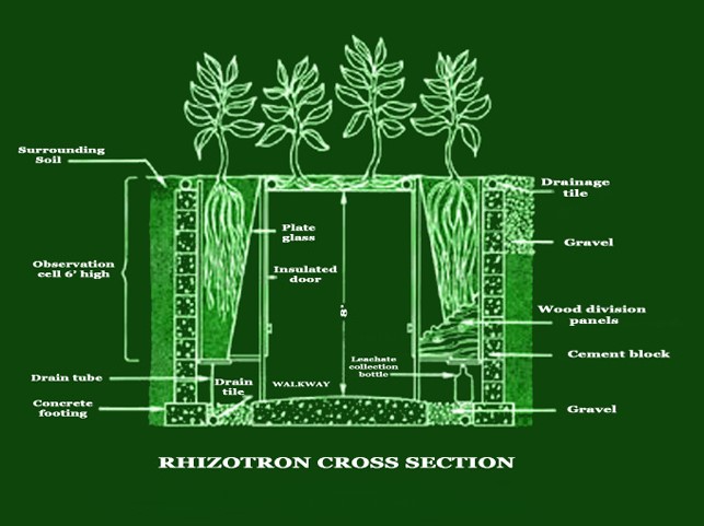 Rhizotrons & Root Windows - Vienna Scientific