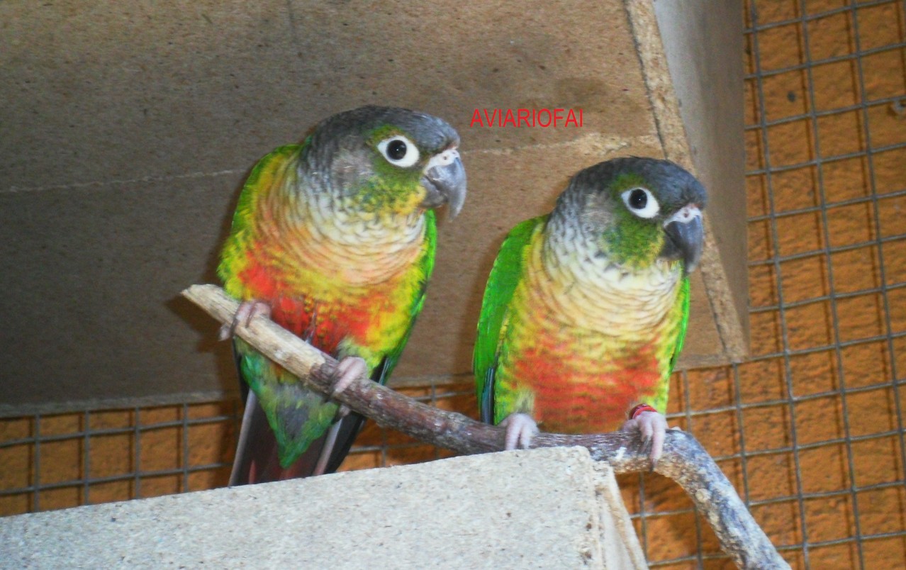 Mis pyrrhuras - Página Jimdo de aviariofai