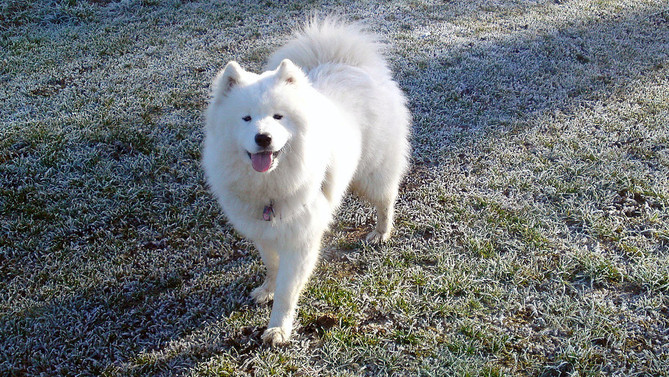 Der Samojede - Samojeden of Sparkeling White Dream - Samojeden-Hobbyzucht