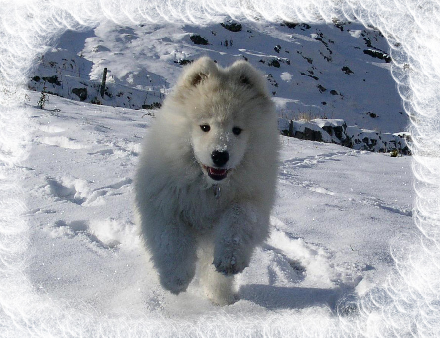 Der Samojede - Samojeden of Sparkeling White Dream - Samojeden-Hobbyzucht