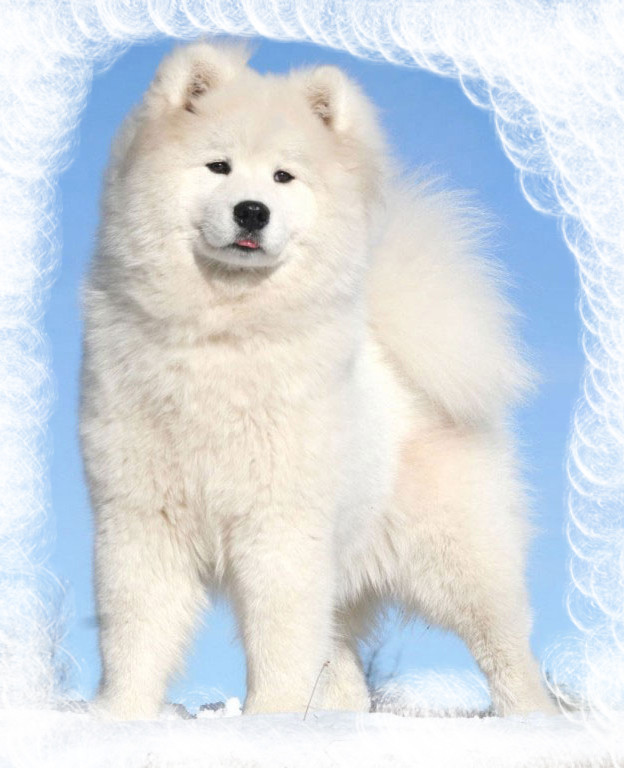 Der Samojede - Samojeden of Sparkeling White Dream - Samojeden-Hobbyzucht