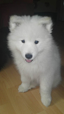 Der Samojede - Samojeden of Sparkeling White Dream - Samojeden-Hobbyzucht