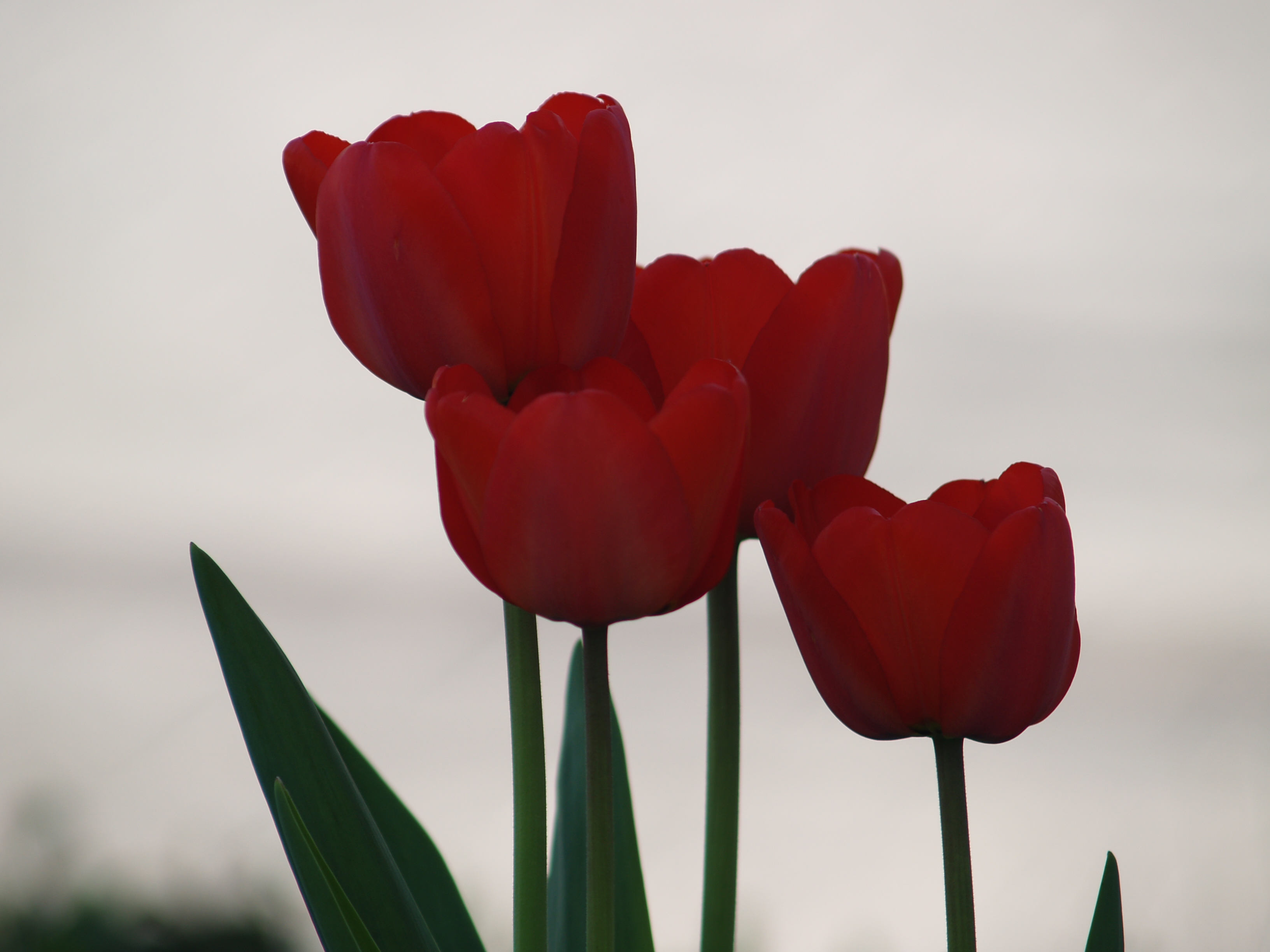 Janina Alexandra Stalder - janinasfotopages Webseite!