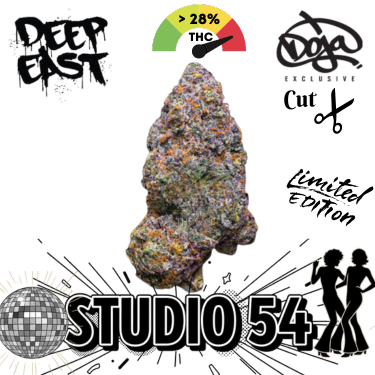 Studio 54 Stecklinge – DEF x Doja Cut | Premium US Genetik - Sweedbar ...