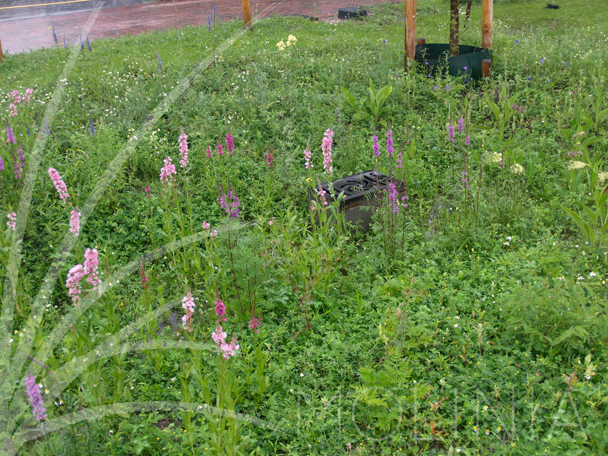 Regenwasser - elke-bs Webseite!