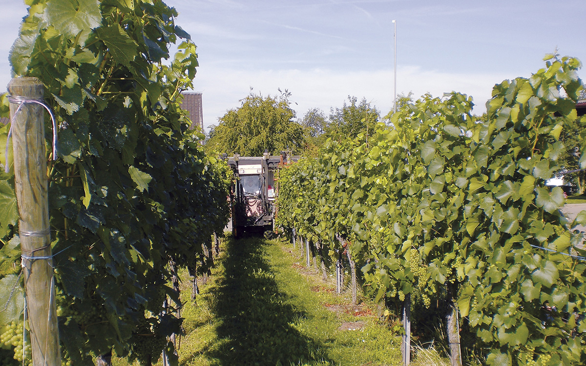 Über uns - Weingut Rainer Bauer