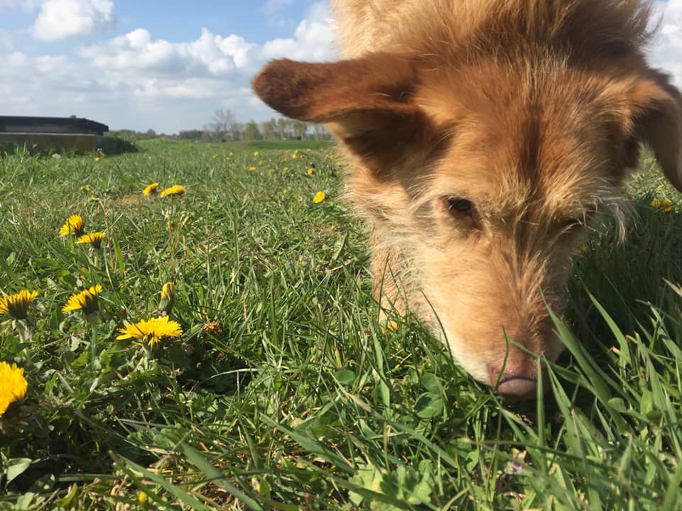 Snuffeltuinen in Nederland, België & Duitsland - De website van snuffeltuinen!