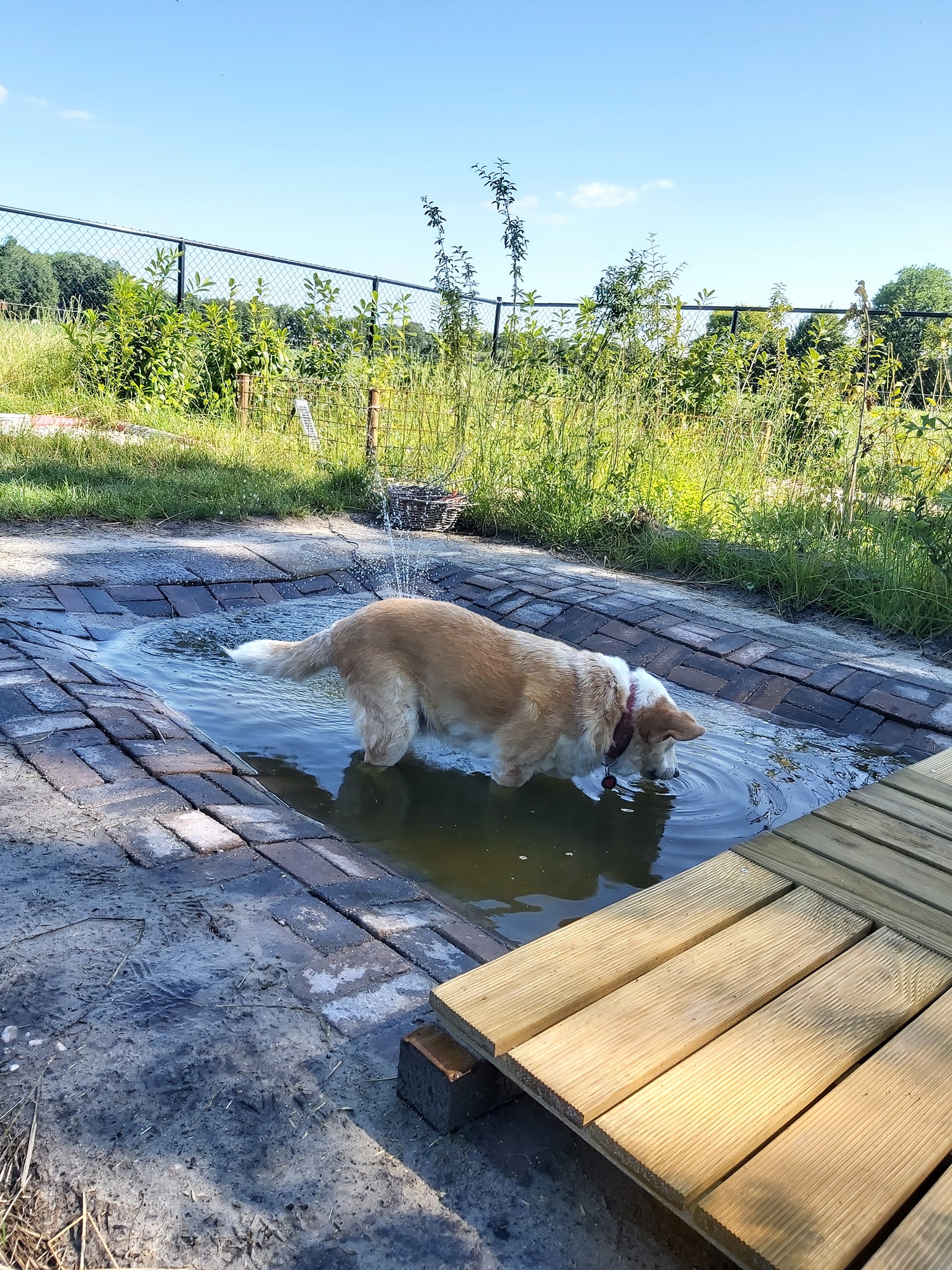 Friesland - Noordwolde - Zuid - De website van snuffeltuinen!