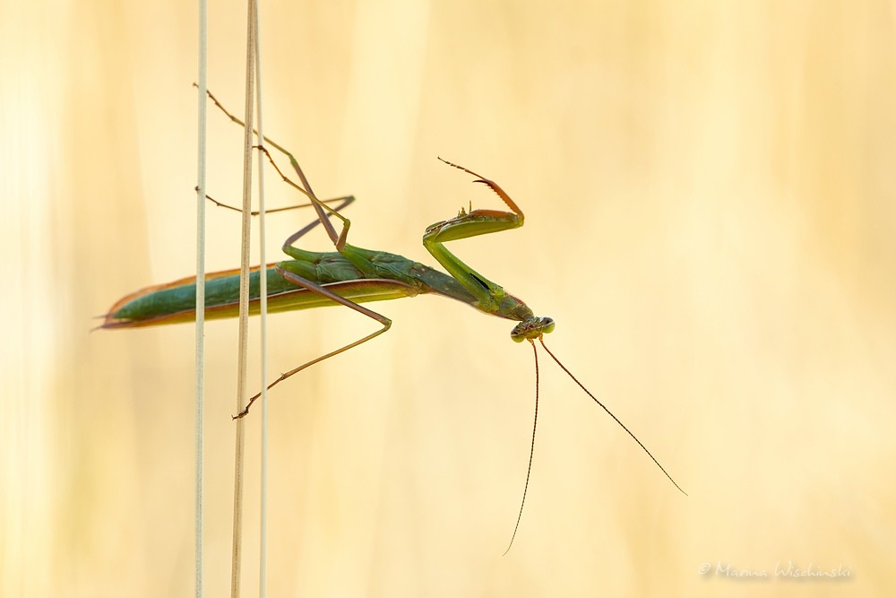 Fangschrecken | Marina Wischinski - Naturfotografie-mawi
