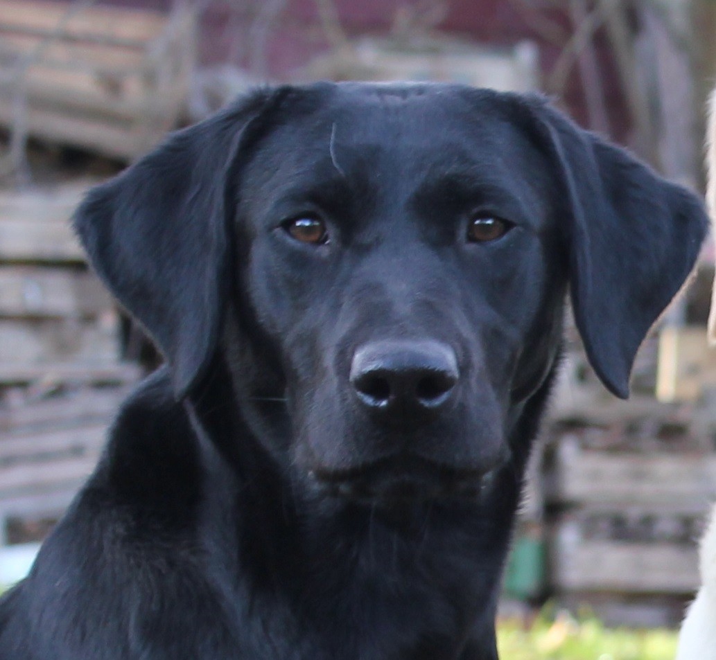 Labrador Züchter jagdl.Linien in Salzburg/Obertrum ...