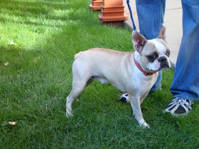 BOSTON TERRIER DE COLOR - Criadero La Calandria - Boston Terrier