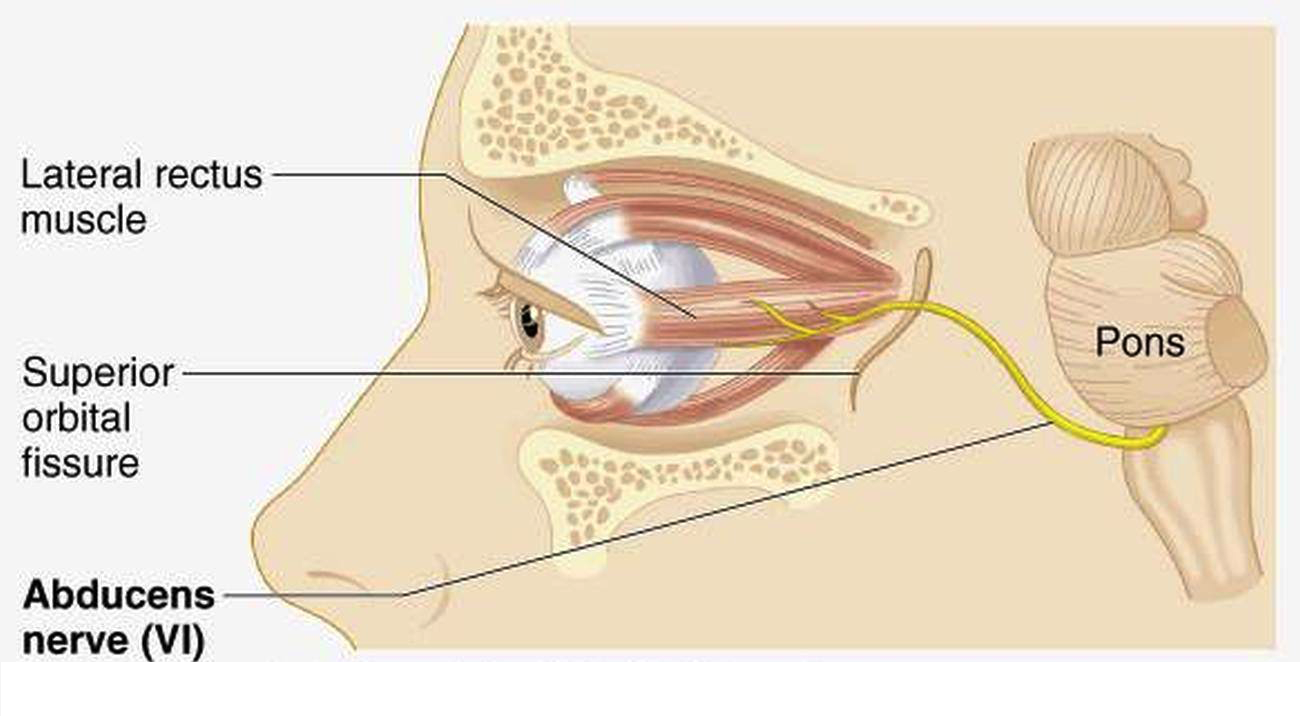 abducens nerve course