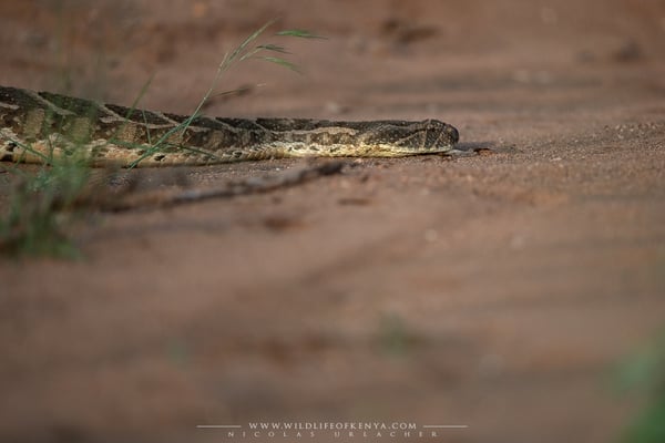 puff adder striking distance