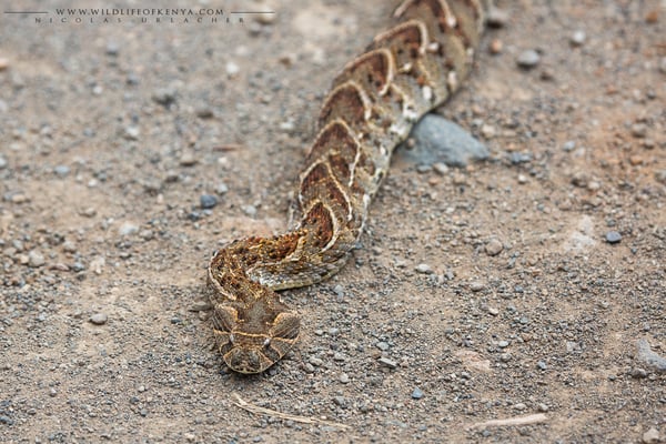 puff adder striking speed