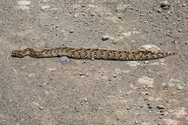 puff adder striking distance