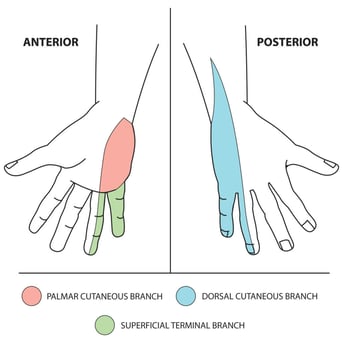 ulnar paradox reason