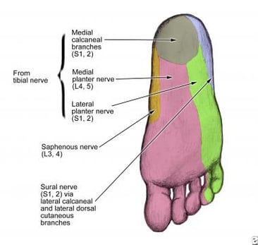 sural nerve innervation