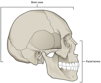 skull bones anatomy