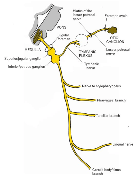 lesser nerve