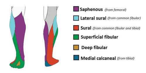 sural nerve innervation