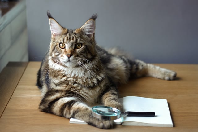 Cat Specialist Academy - Cat Specialist Academy