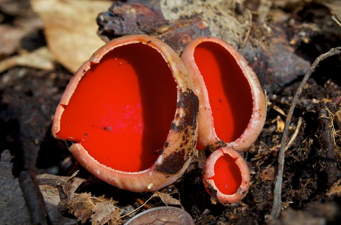 sarcoscypha coccinea adalah